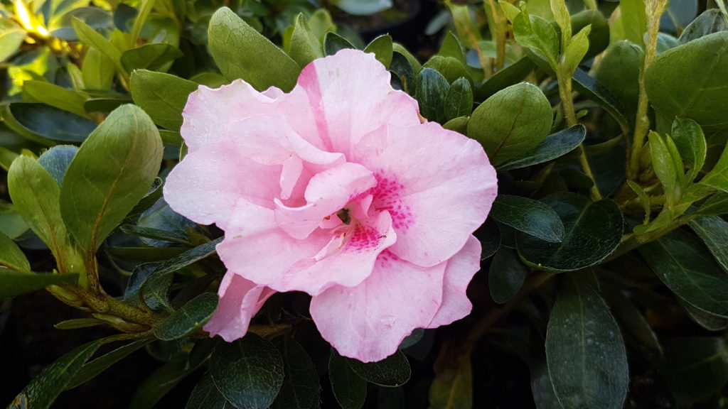 Azalea Dancer – Kilmarnock Nurseries