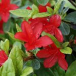 Azalea – Kilmarnock Nurseries