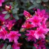 Azalea – Kilmarnock Nurseries