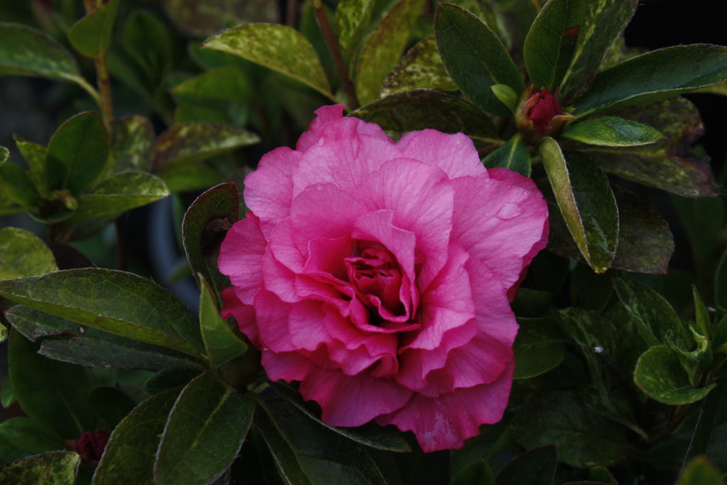 Azalea Anna Kehr – Kilmarnock Nurseries