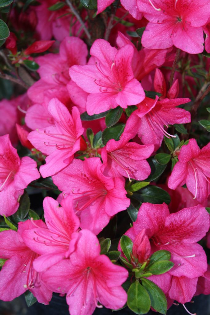 Azalea Caroline Gable – Kilmarnock Nurseries