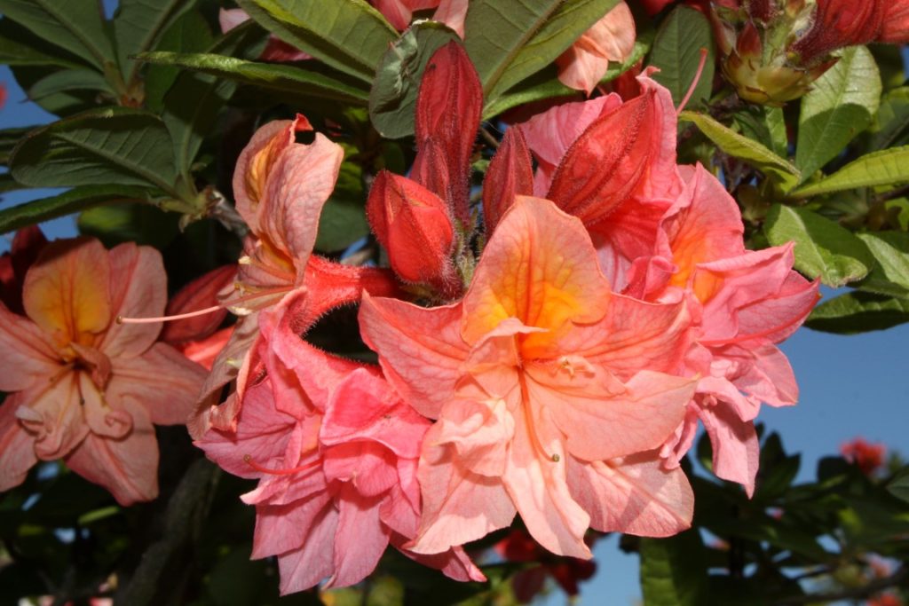 Azalea Mollis Fragrant Delight – Kilmarnock Nurseries