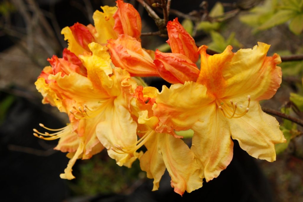 Azalea Mollis Golden Ball – Kilmarnock Nurseries