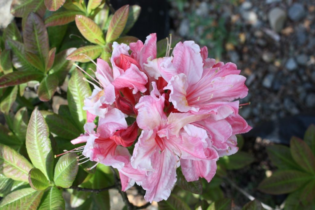 Azalea Mollis Louie Williams – Kilmarnock Nurseries