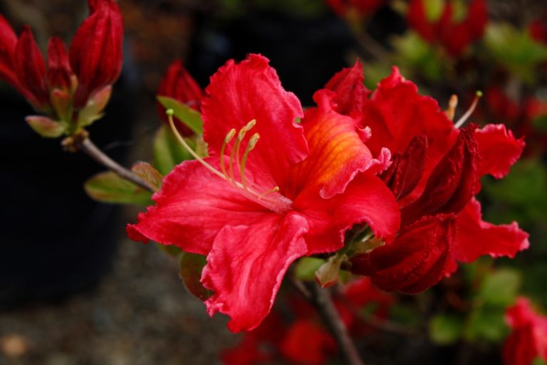 Azalea Mollis Raspberry Ripple – Kilmarnock Nurseries