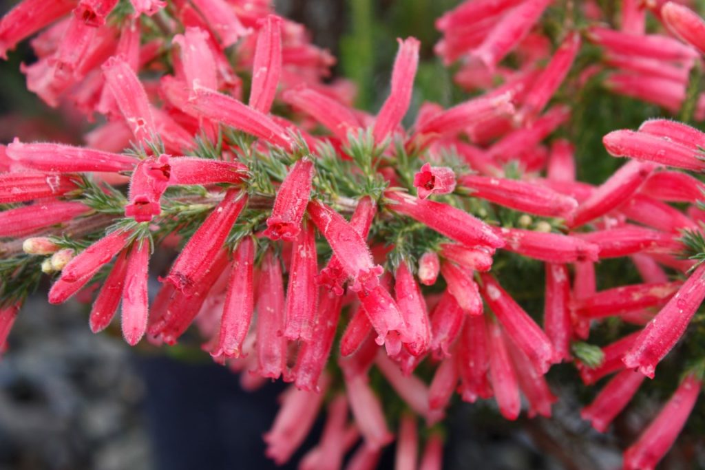 Erica Aurora – Kilmarnock Nurseries