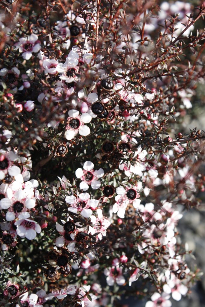 Leptospermum Nanum Kea – Kilmarnock Nurseries