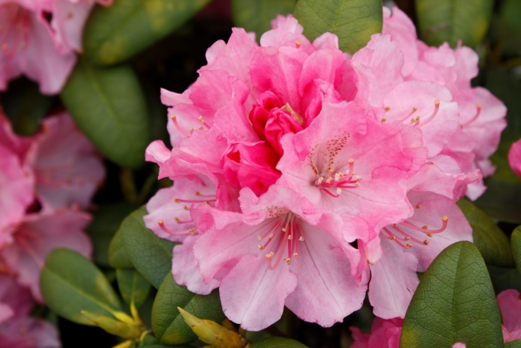 Rhododendron Doc – Kilmarnock Nurseries