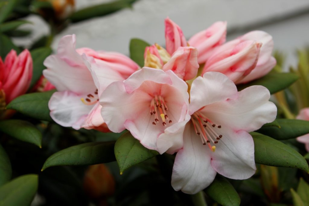 Rhododendron Grumpy – Kilmarnock Nurseries