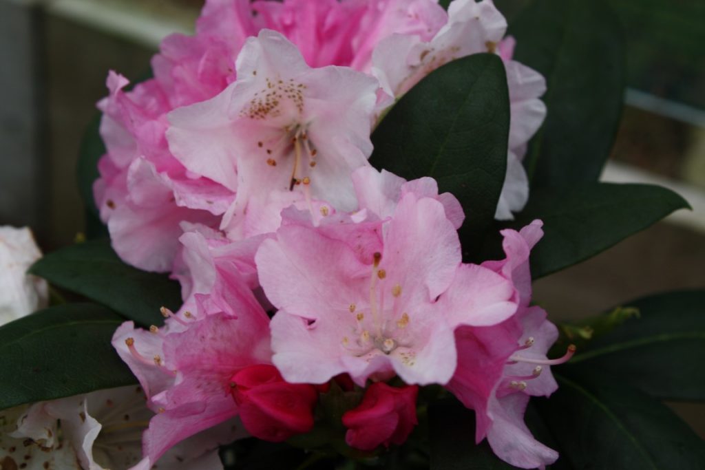Rhododendron Kalinka – Kilmarnock Nurseries