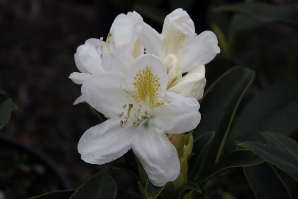 Rhododendron Lemon Ice – Kilmarnock Nurseries