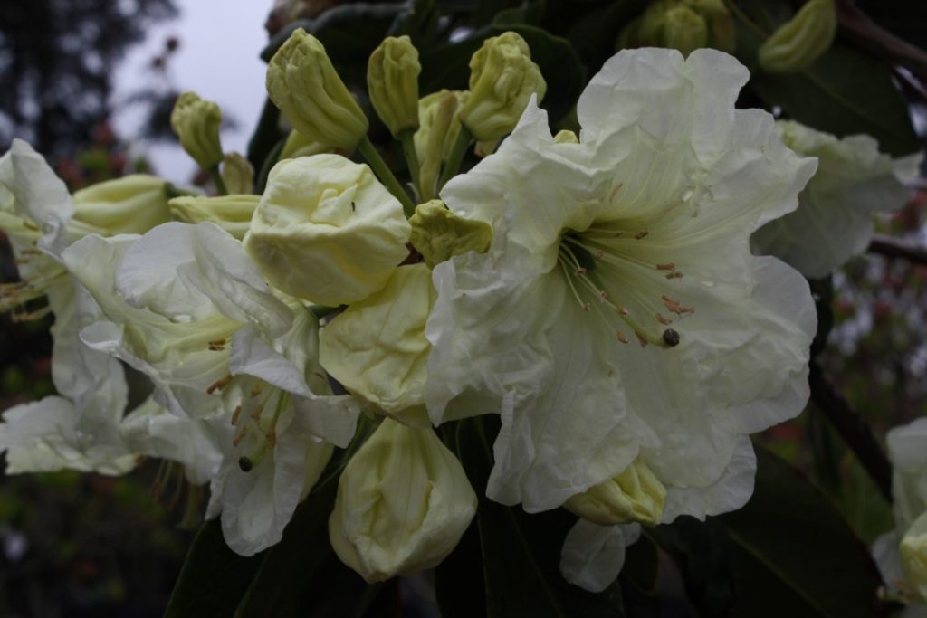 Rhododendron Lemon Lodge – Kilmarnock Nurseries