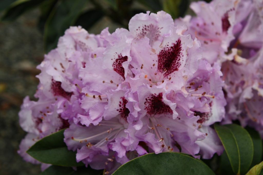 Rhododendron Nancy Evans – Kilmarnock Nurseries