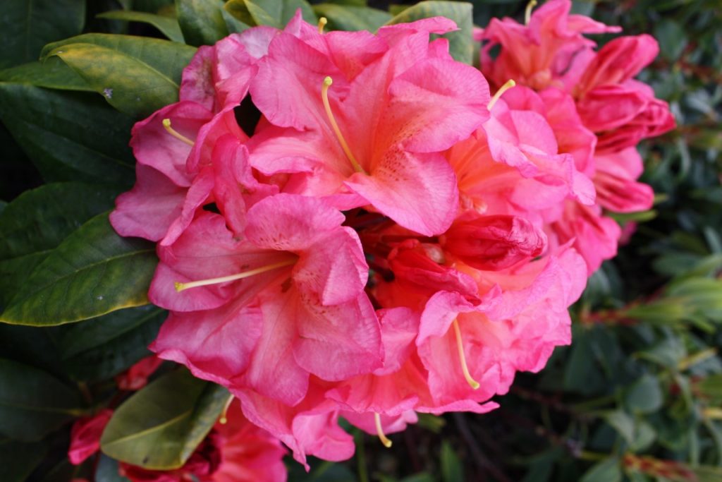 Rhododendron Orange Sterile – Kilmarnock Nurseries