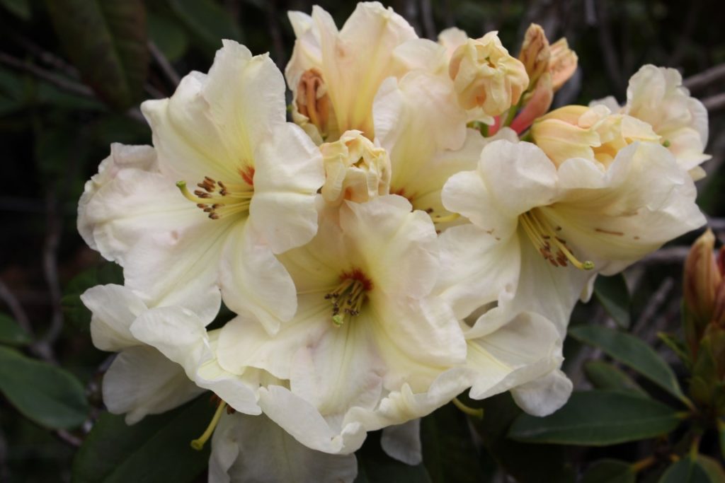 Rhododendron Rockhill Ivory Ruffles – Kilmarnock Nurseries