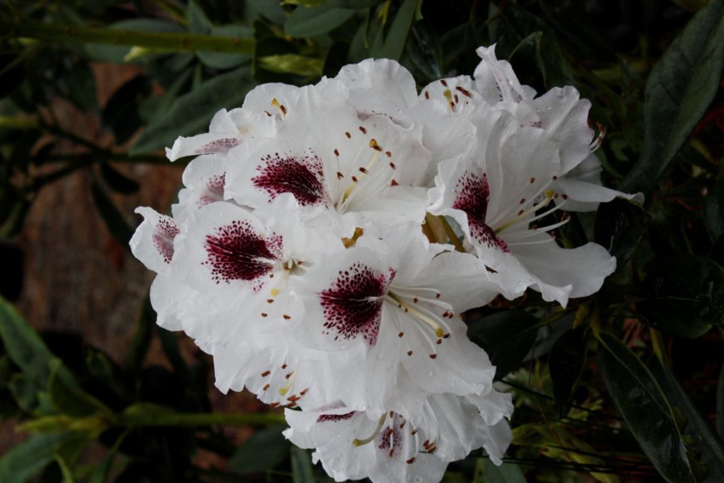 Rhododendron Sappho – Kilmarnock Nurseries