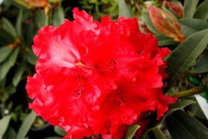Rhododendron Taurus – Kilmarnock Nurseries