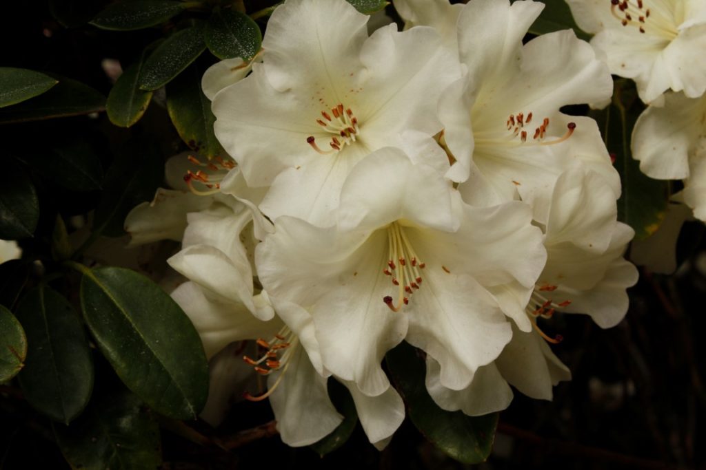 Rhododendron Unique – Kilmarnock Nurseries