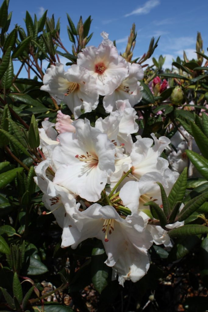 Rhododendron Virginia Richards – Kilmarnock Nurseries