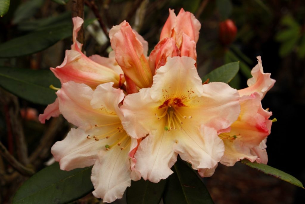 Rhododendron Woody Peach – Kilmarnock Nurseries