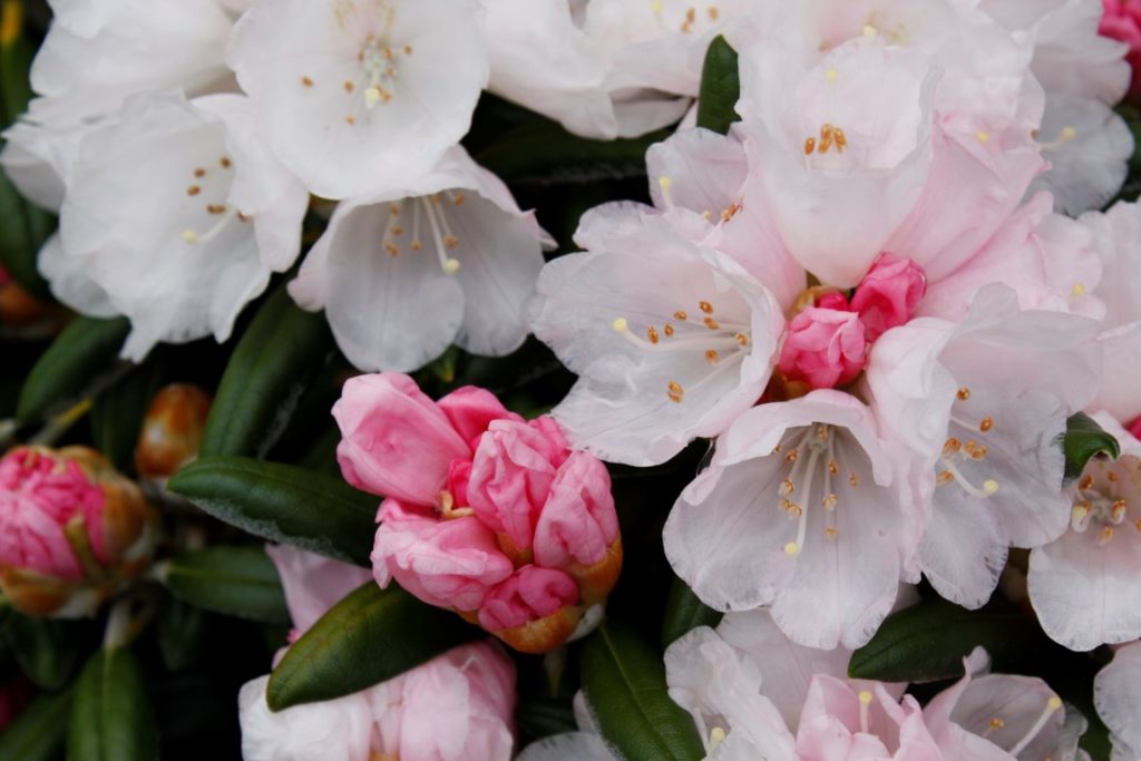 Rhododendron Yakushimanum – Kilmarnock Nurseries