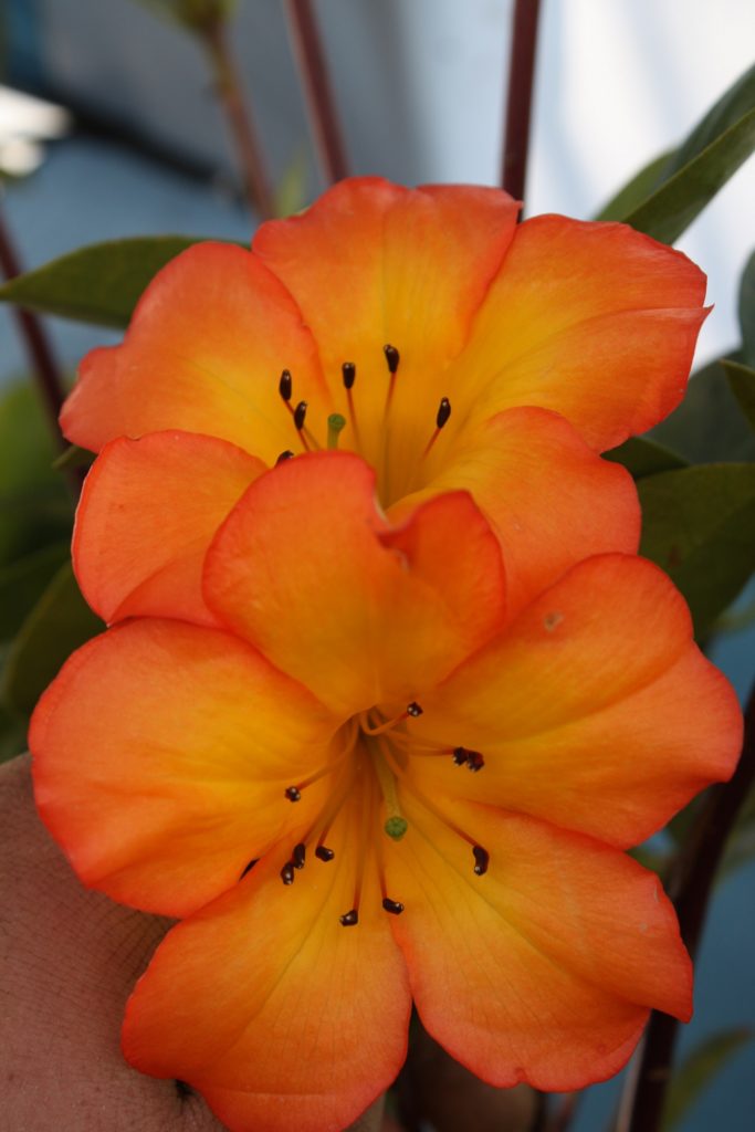 Vireya Tropical Glow – Kilmarnock Nurseries