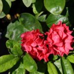 Azalea Wards Ruby – Kilmarnock Nurseries