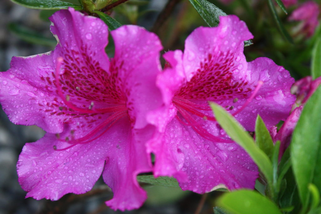Azalea Blue Danube – Kilmarnock Nurseries