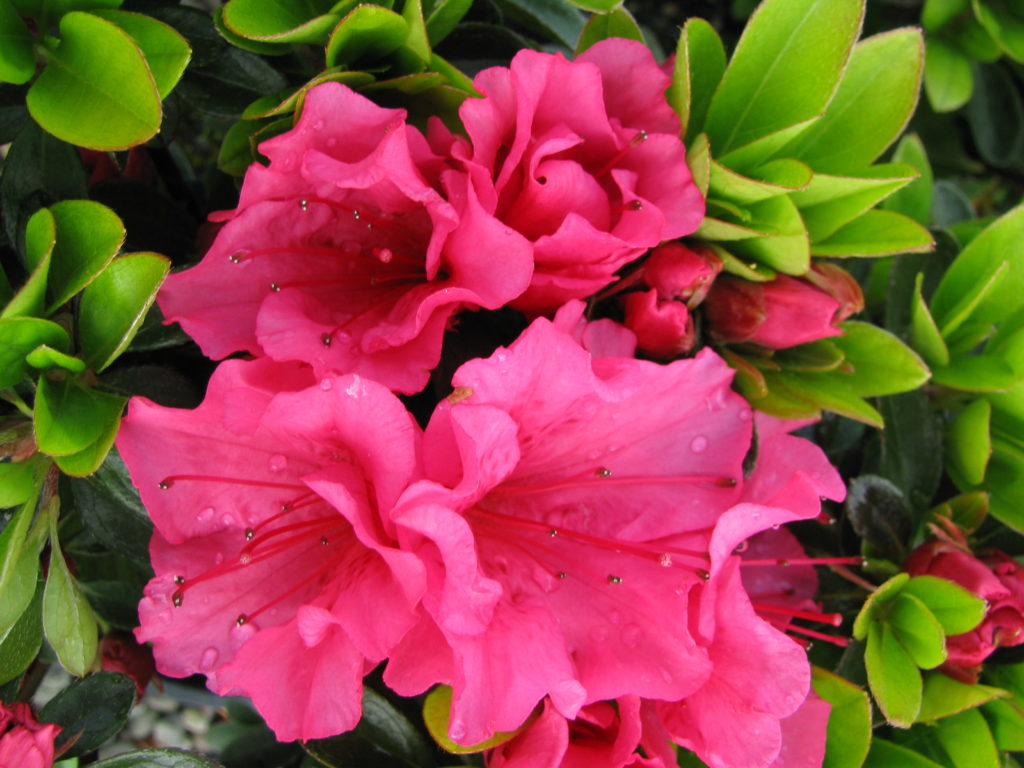 Azalea Chiara – Kilmarnock Nurseries