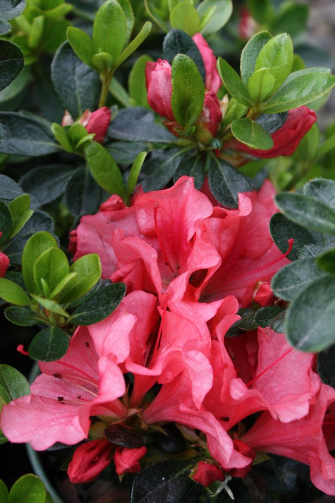 Azalea Clarissa – Kilmarnock Nurseries