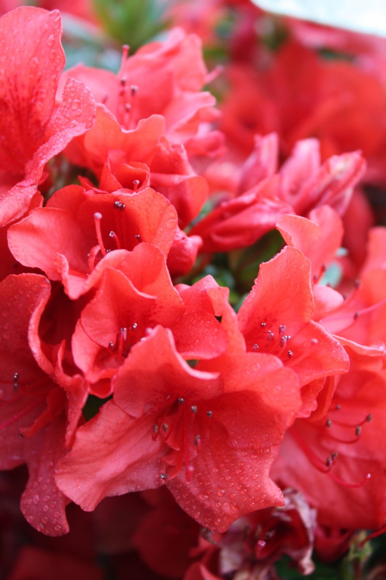 Azalea Firetower – Kilmarnock Nurseries