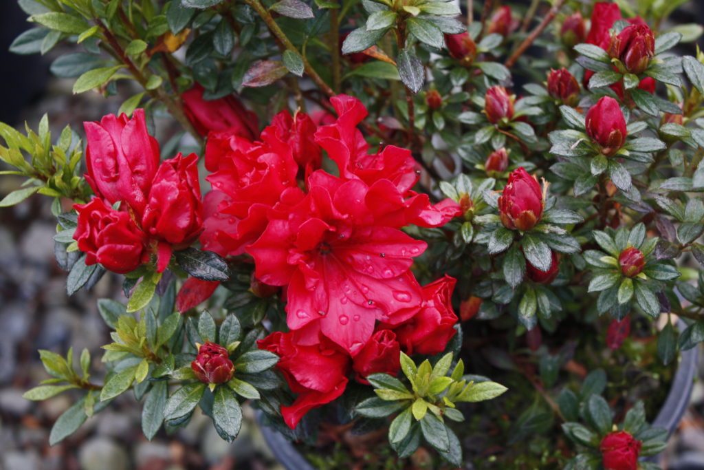 Azalea Firelight – Kilmarnock Nurseries