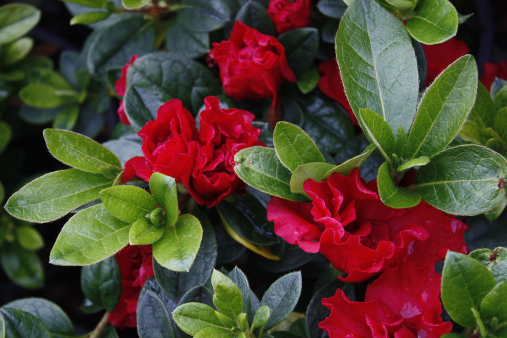 Azalea Goyet – Kilmarnock Nurseries