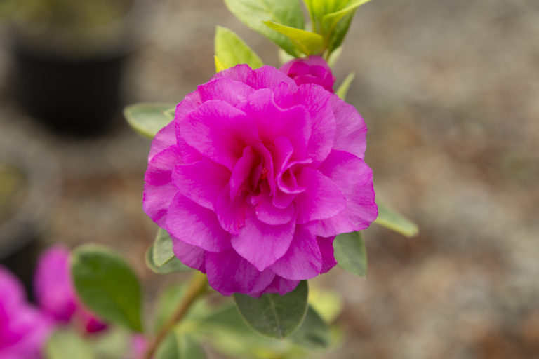 Azalea Happy Days – Kilmarnock Nurseries