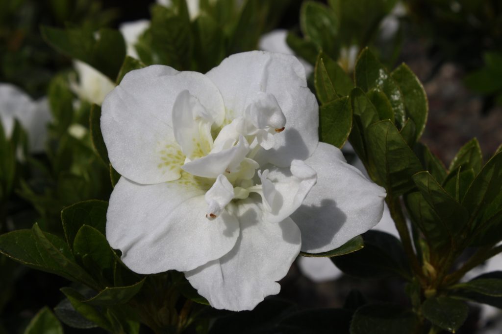 Azalea Hardy Gardenia – Kilmarnock Nurseries