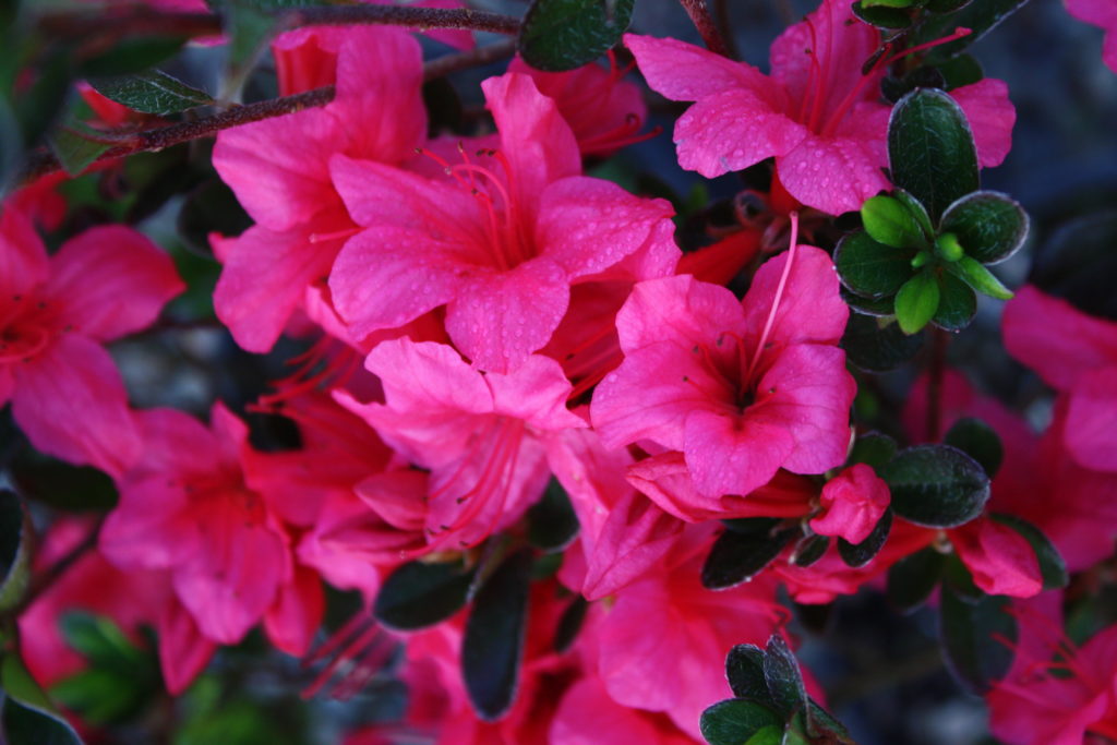 Azalea Hino Crimson – Kilmarnock Nurseries