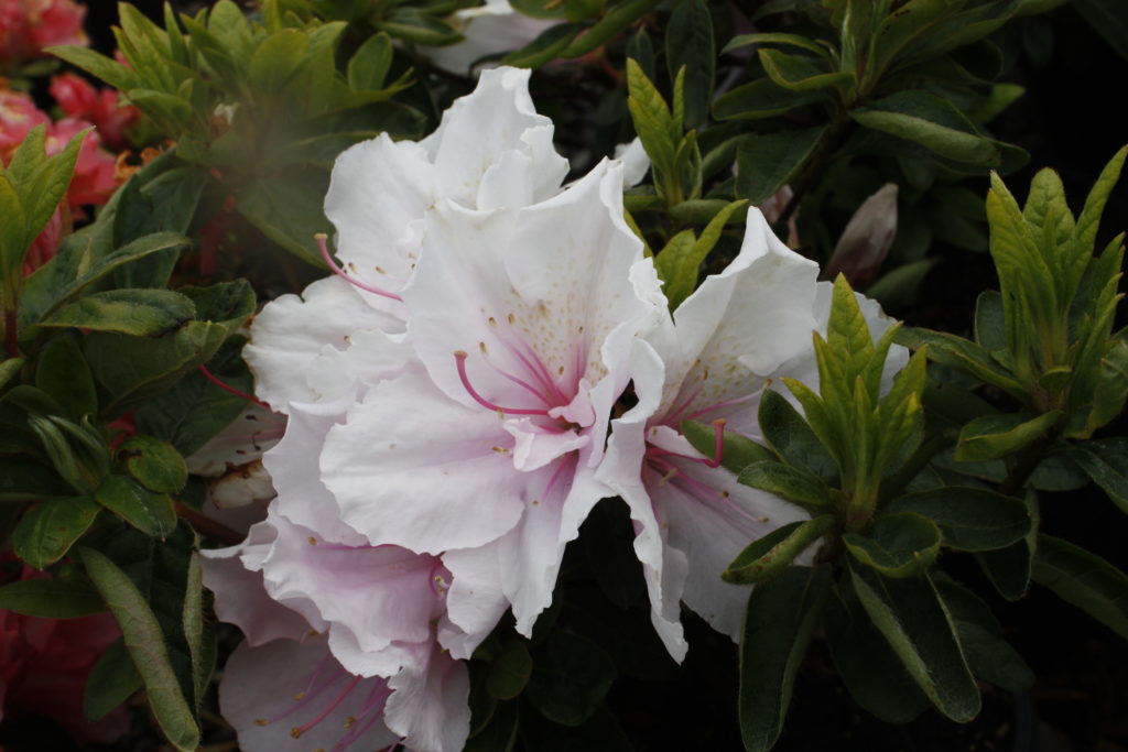 Azalea James Belton – Kilmarnock Nurseries