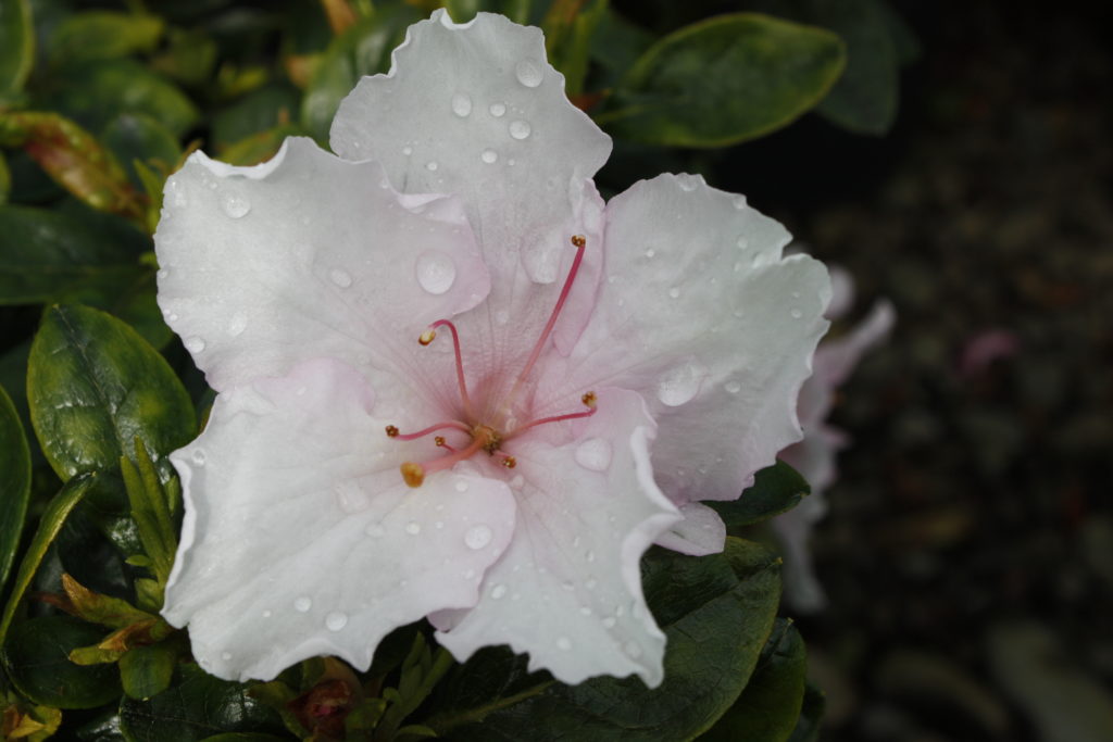 Azalea Little Girl – Kilmarnock Nurseries