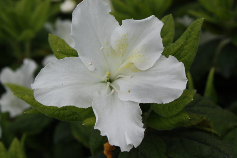 Azalea Magnifica Alba – Kilmarnock Nurseries