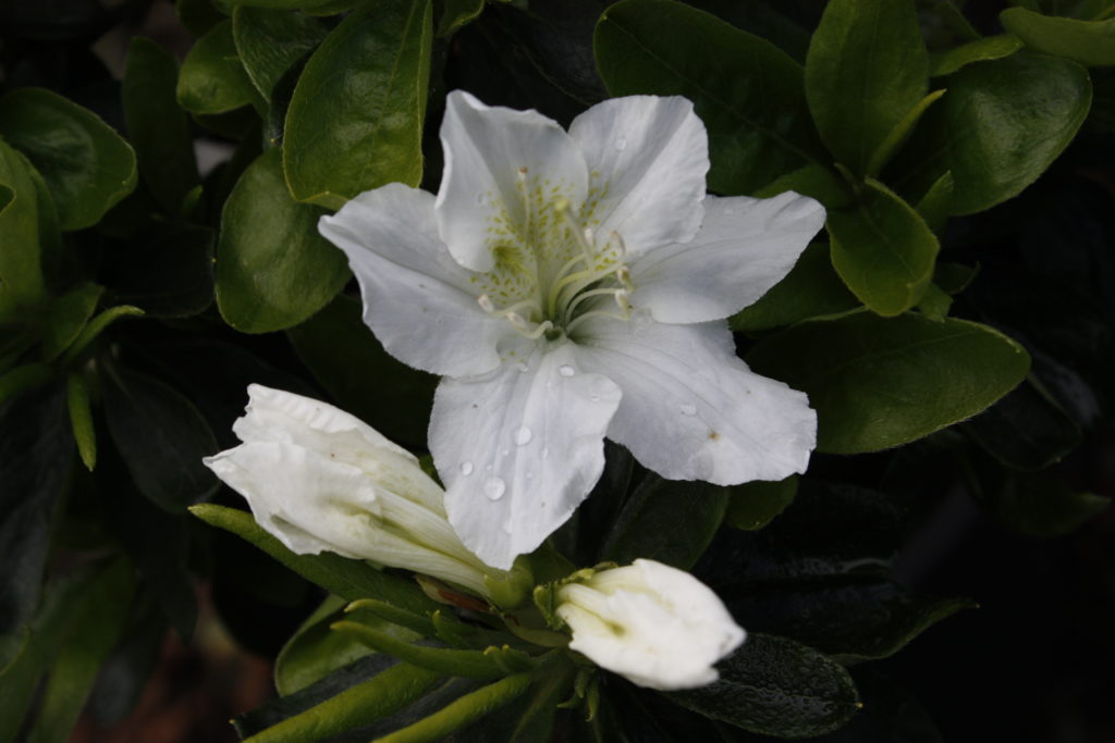 Azalea Palestrina – Kilmarnock Nurseries