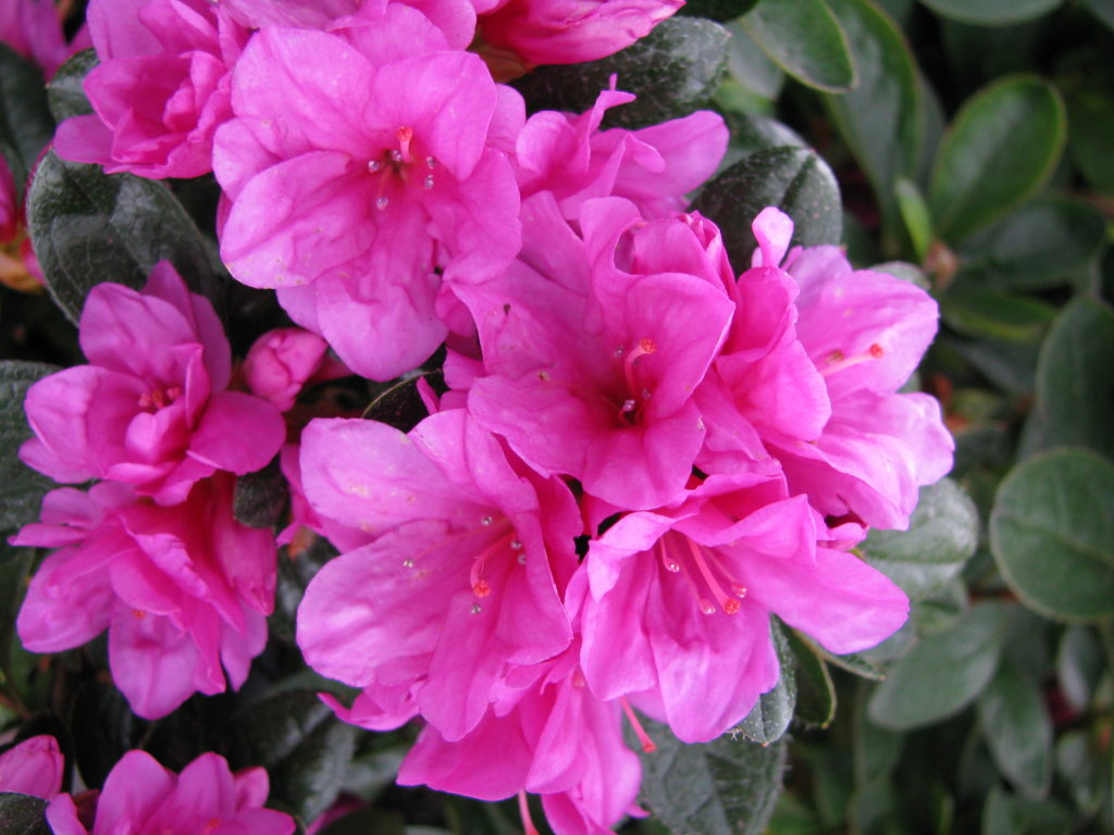 Azalea Paradise Pixie – Kilmarnock Nurseries