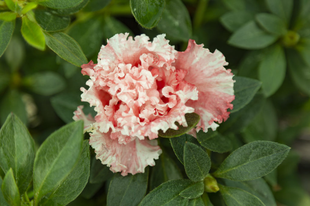 Azalea Pink Ruffles – Kilmarnock Nurseries