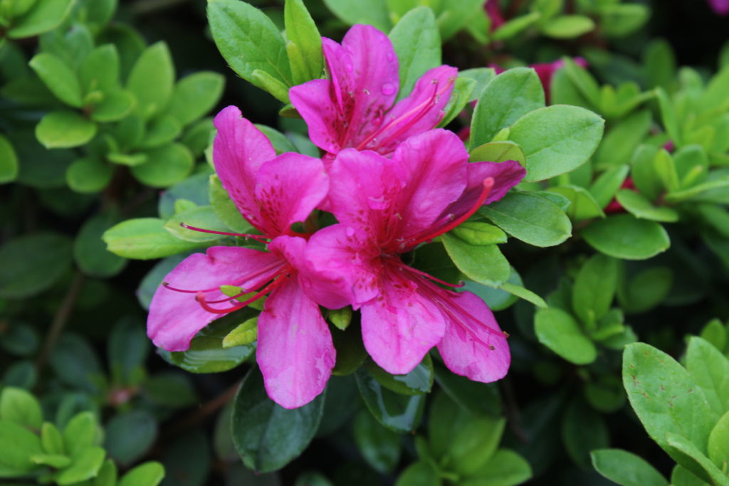 Azalea Purple Glitters – Kilmarnock Nurseries