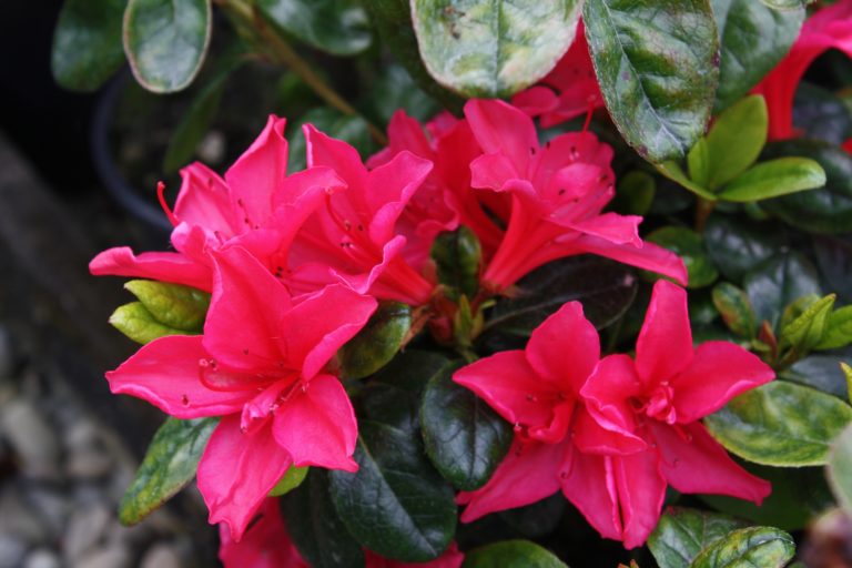 Azalea Red Glitters – Kilmarnock Nurseries