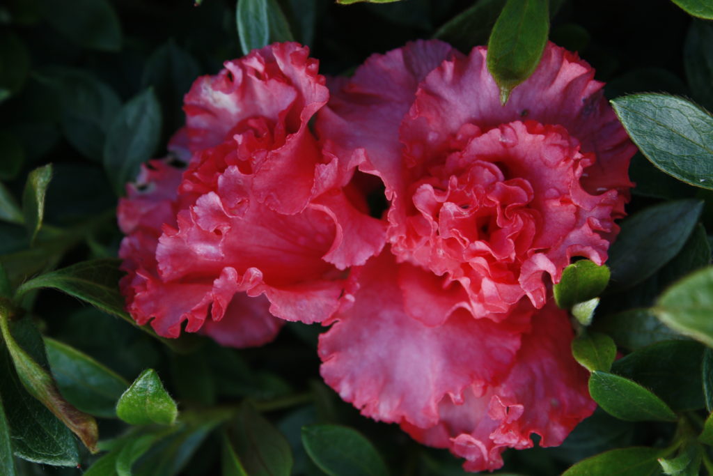 Azalea Red Ruffles – Kilmarnock Nurseries