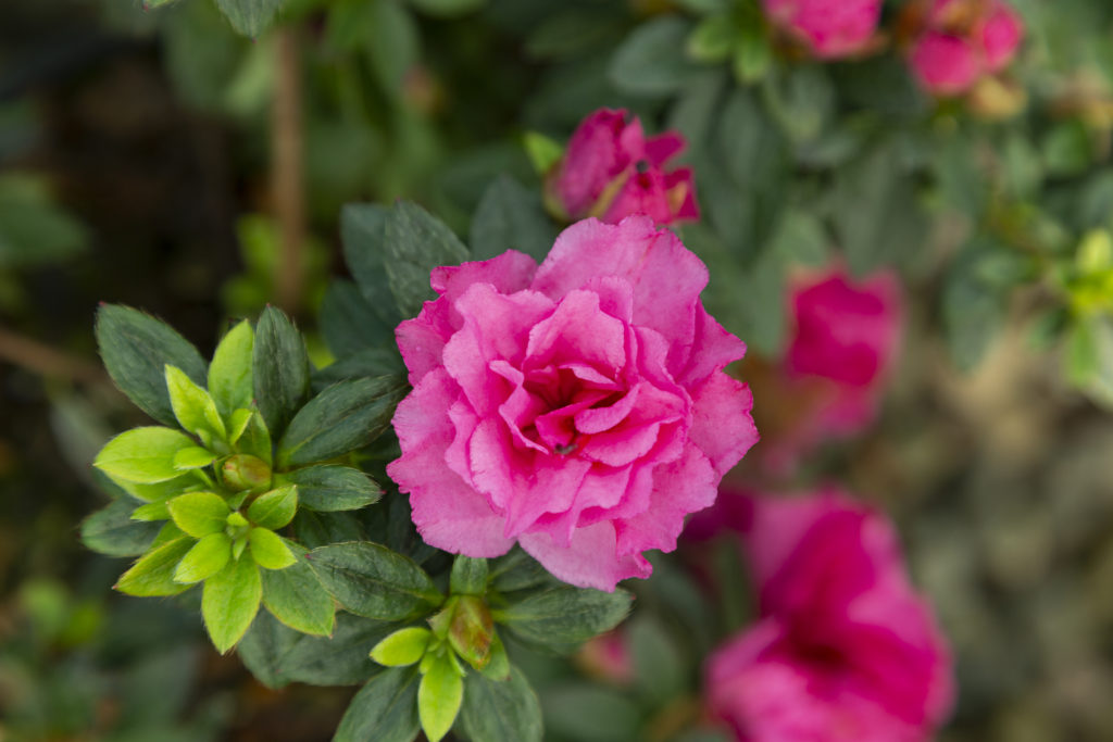 Azalea Ripples – Kilmarnock Nurseries