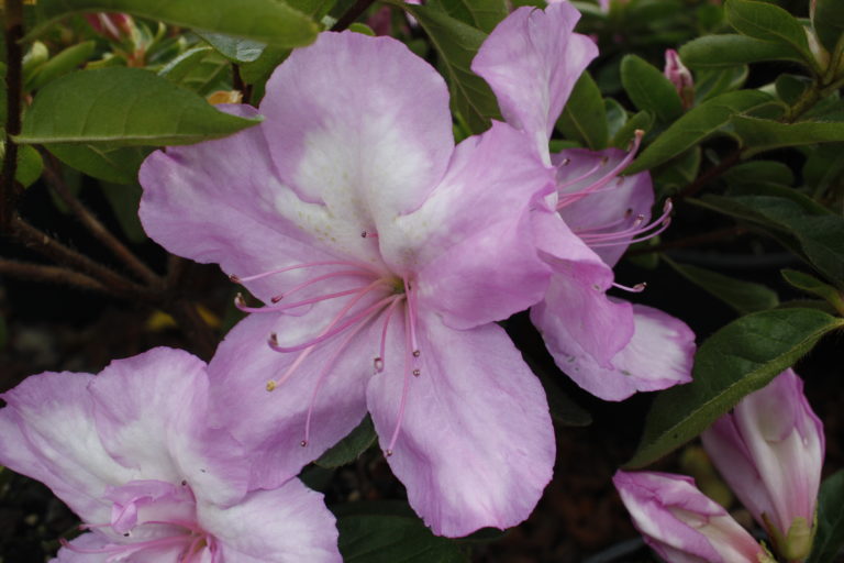 Azalea Rosa Belton – Kilmarnock Nurseries