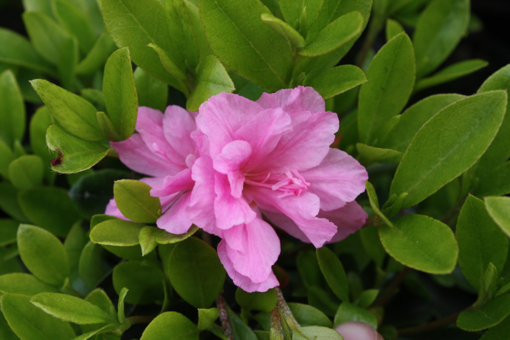 Azalea Rosebud – Kilmarnock Nurseries