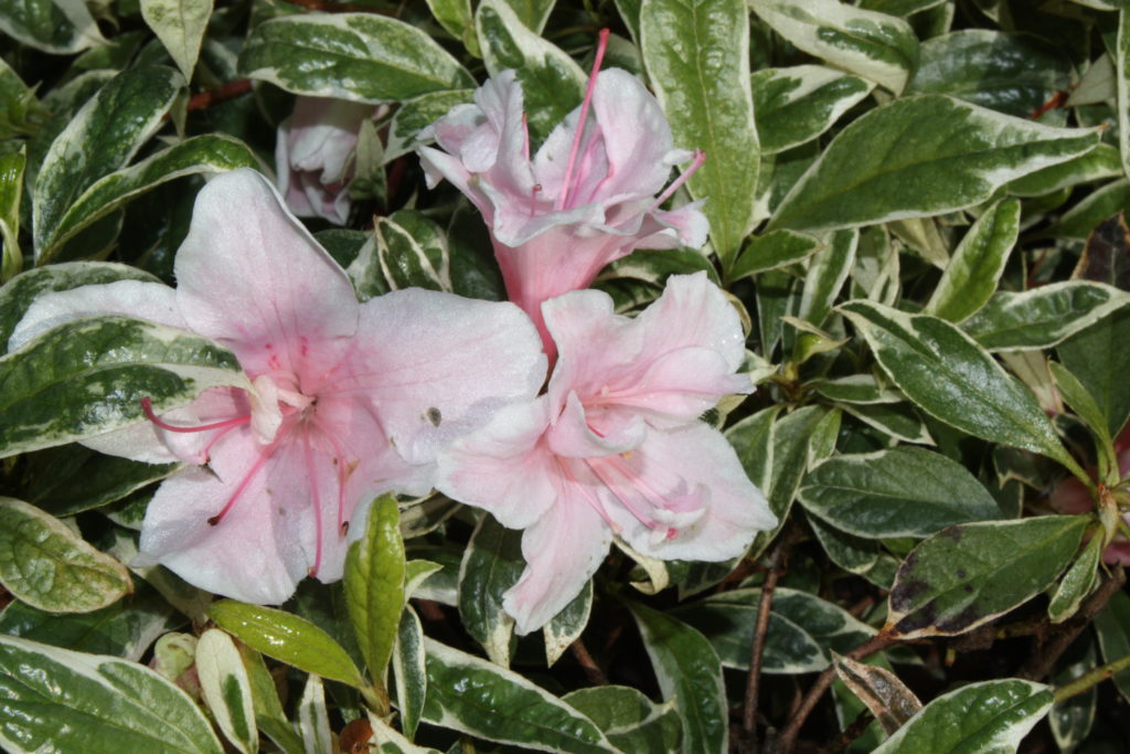 Azalea Splendours Variegated – Kilmarnock Nurseries