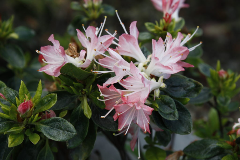 Azalea Starburst – Kilmarnock Nurseries